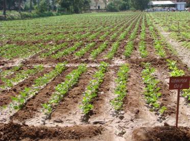 Agriculture :: Home