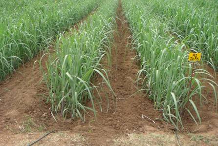 Agriculture :: Home