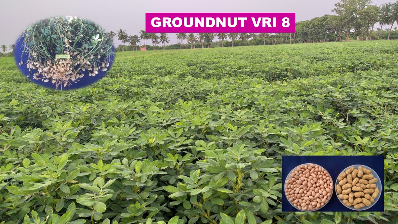 Season and Varieties :: An Introduction