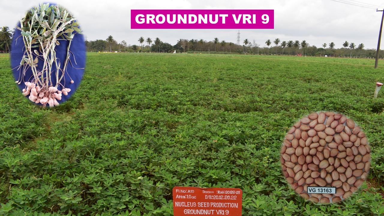 Season and Varieties :: An Introduction