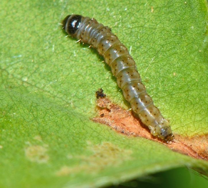 TNAU Agritech Portal :: Crop Protection