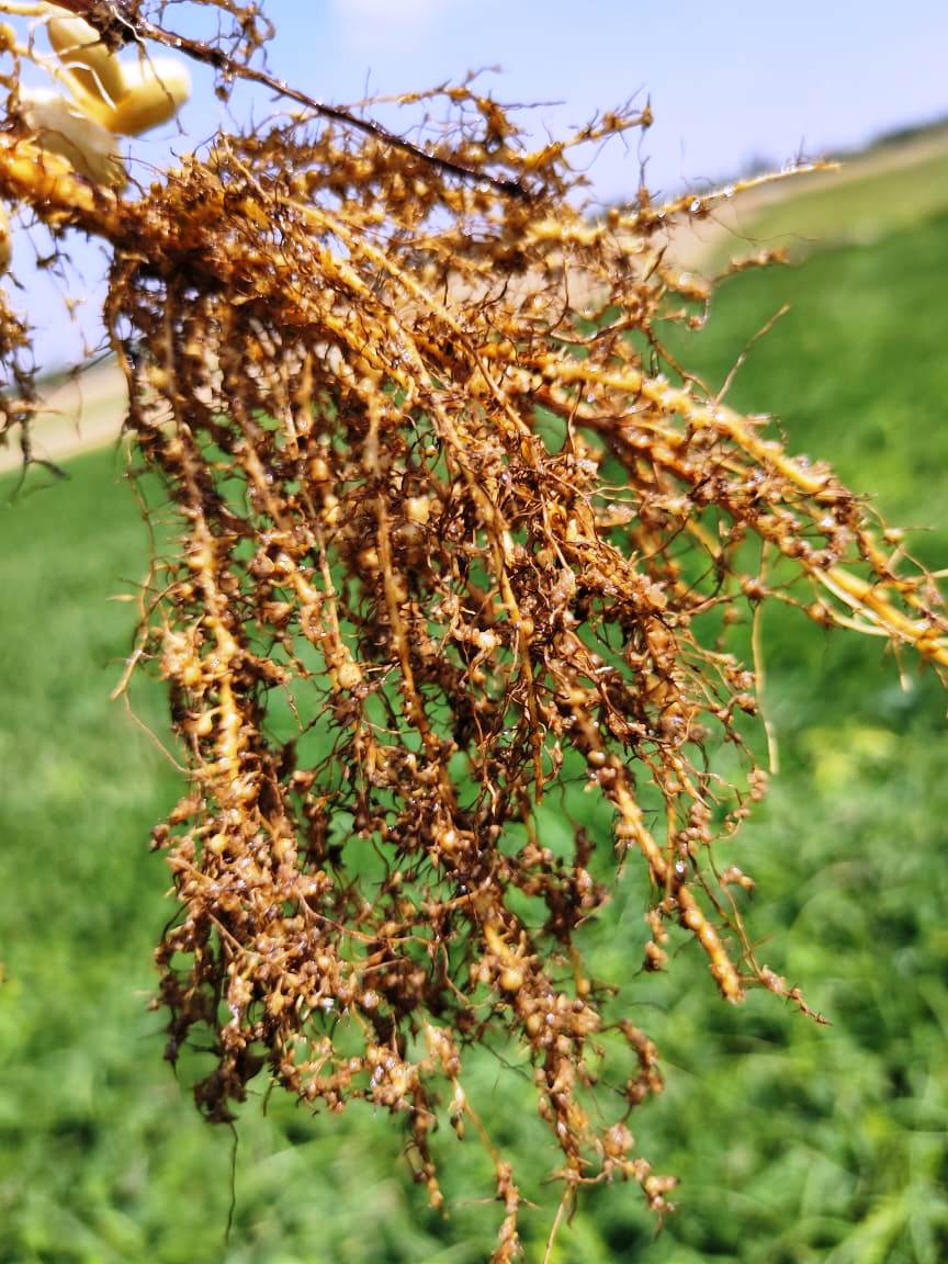 Crop Production :: Oil Seeds:: Gingelly