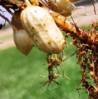 Crop Production :: Oil Seeds:: Gingelly