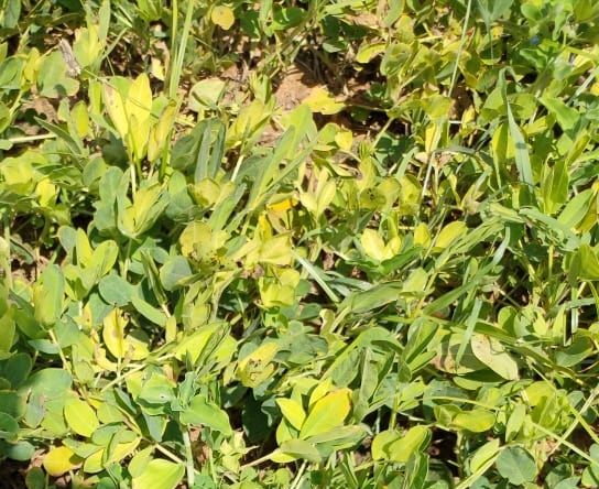 Crop Production :: Oil Seeds:: Gingelly