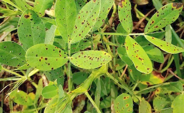 TNAU Agritech Portal :: Crop Protection