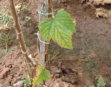 Untitled Document [agritech.tnau.ac.in]