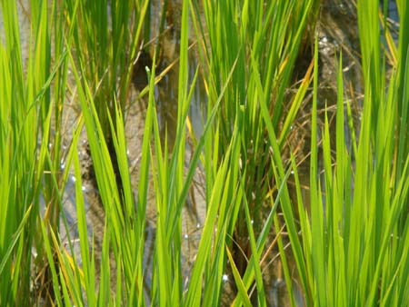 Untitled Document [agritech.tnau.ac.in]