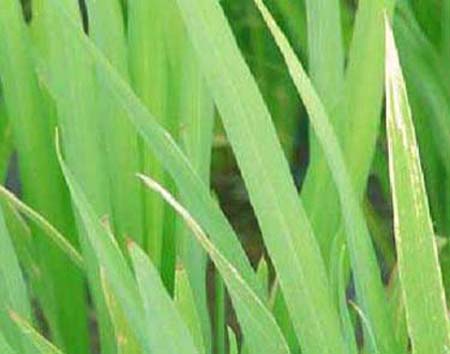 Agriculture :Rice-Calcium