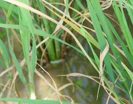 Agriculture :Rice-Copper