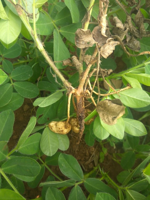 Crop Production :: Oil Seeds:: Gingelly