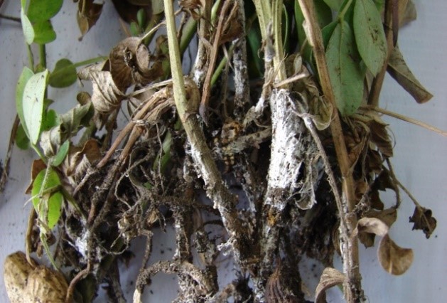 TNAU Agritech Portal :: Crop Protection