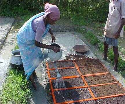 Nutrient Management :: Rice