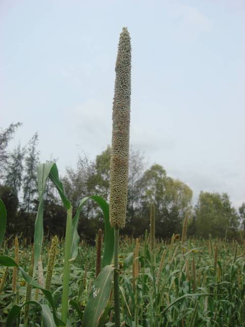 Crop Production :: Millets :: Cumbu