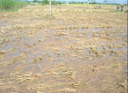 Major Areas :: Disaster Management :: Management Tech for Flood