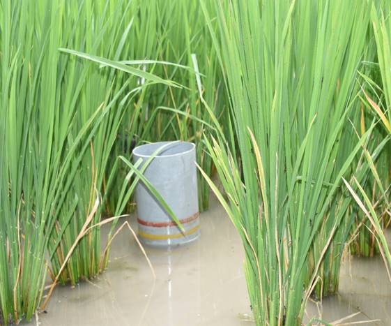 Crop Production :: Rice