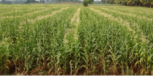 Maize Characteristics of hybrids