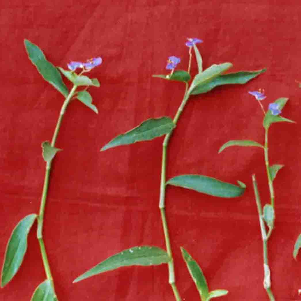Weed Management :: Rice