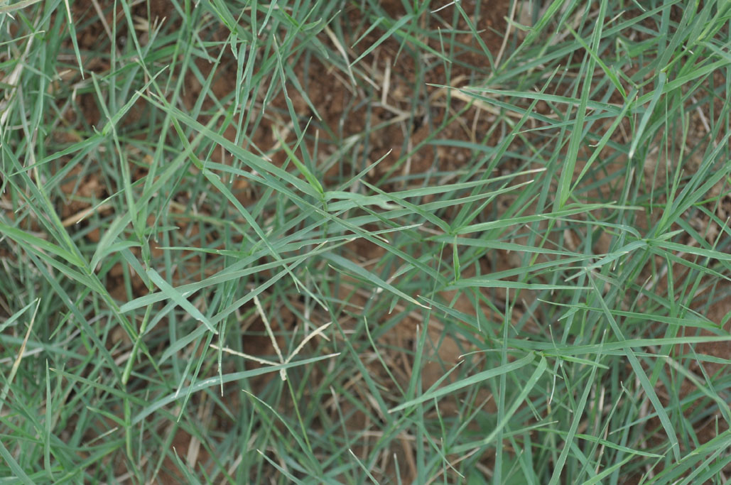 Weed Management :: Cumbu