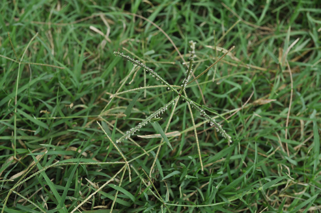 Weed Management :: Rice