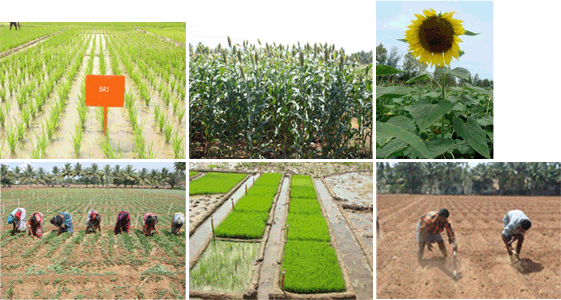 Index of /agriculture/images