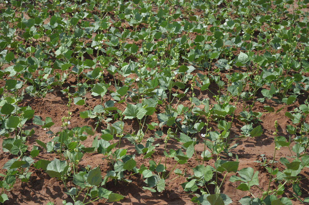 Weed Management :: Garden lab lab