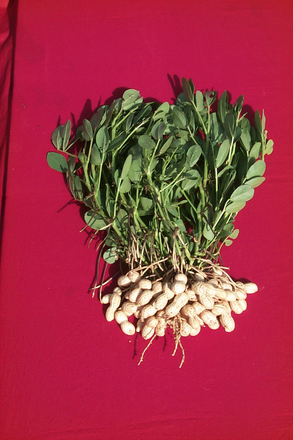 Index of /agriculture/images