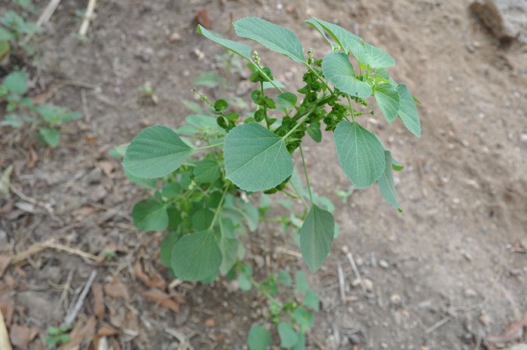 Weed Management :: Maize