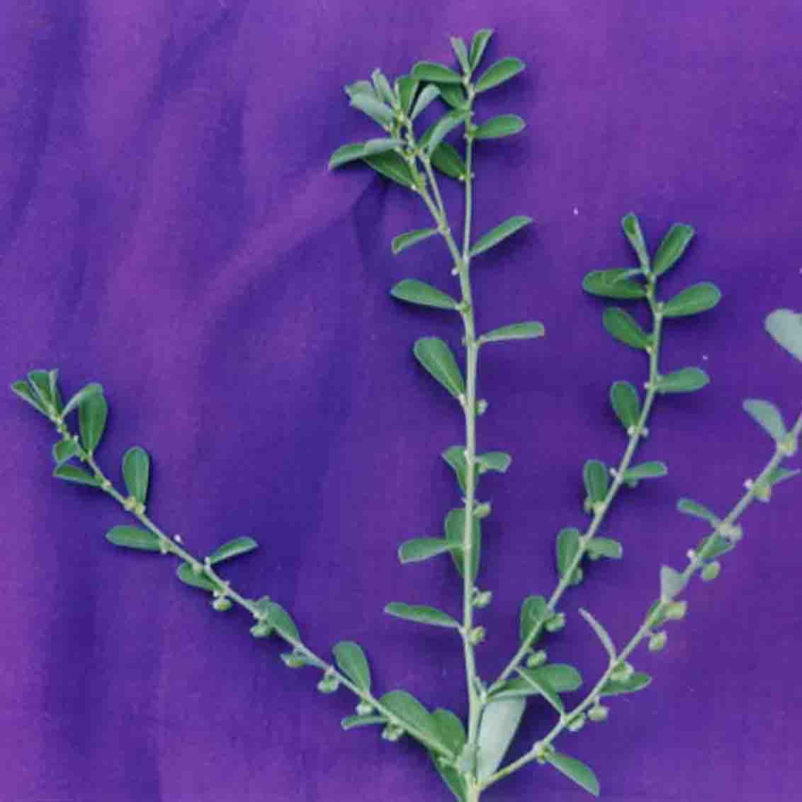 Weed Management :: Minor Millets