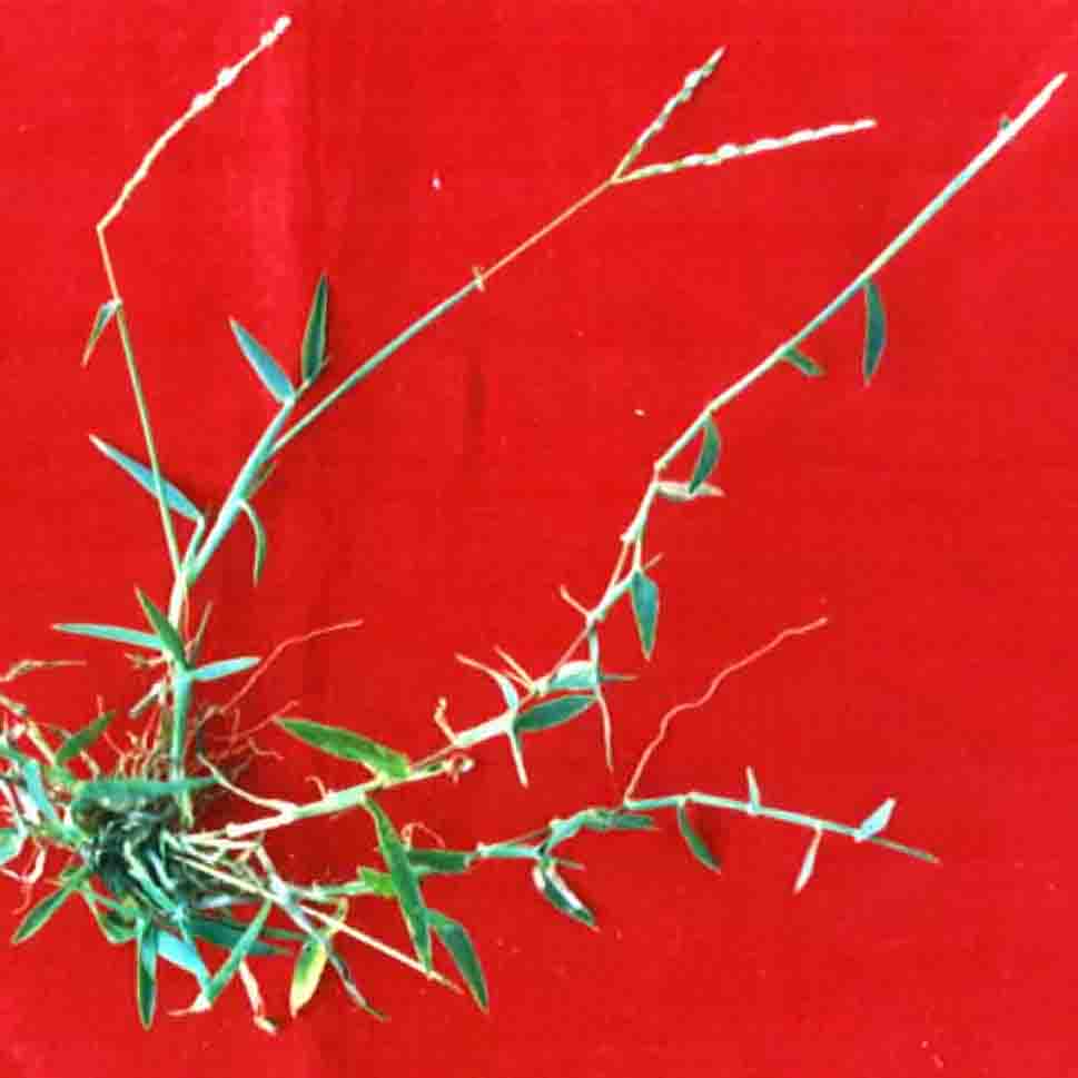 Weed Management :: Redgram