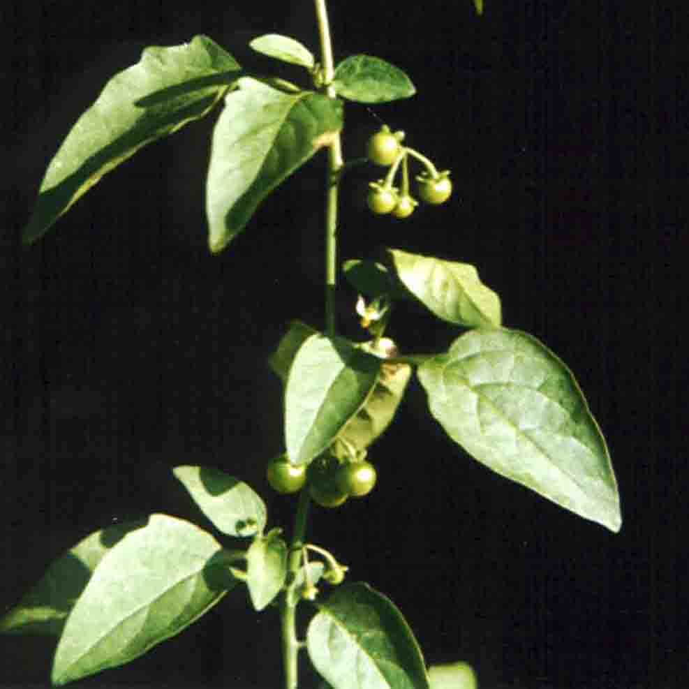 Weed Management :: Sorghum