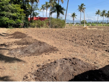 Maize Characteristics of hybrids