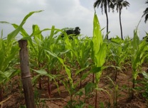 Maize Characteristics of hybrids