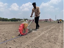 Maize Characteristics of hybrids