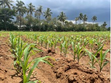 Maize Characteristics of hybrids