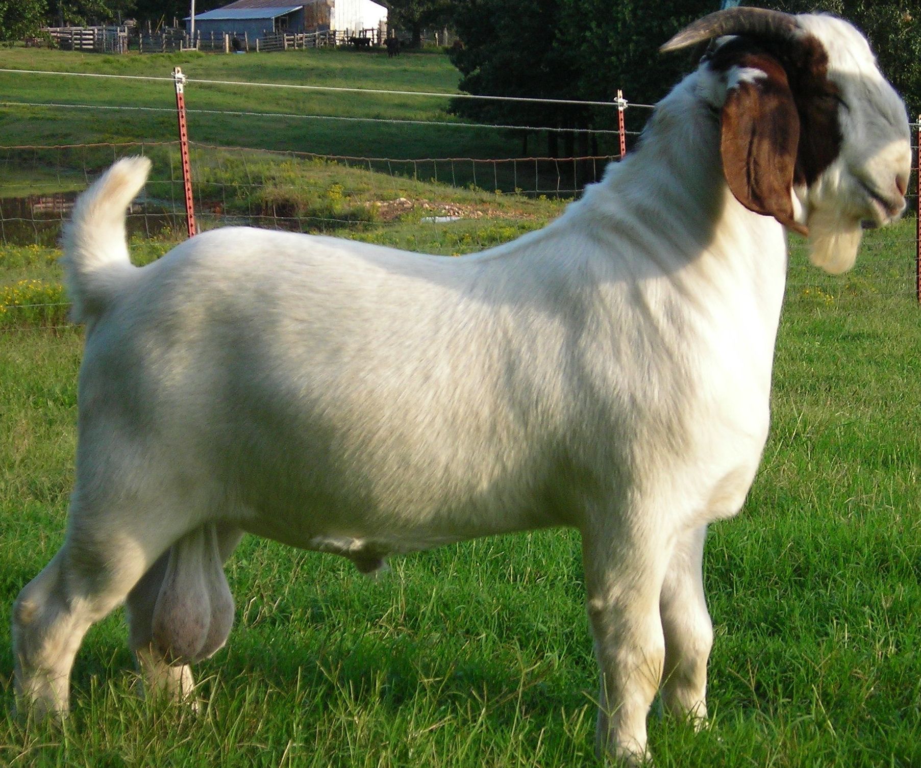 Live Stock Goat Breeds Of Goat