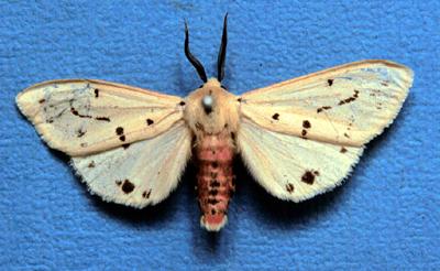 Crop Production :: Oil Seeds:: Gingelly