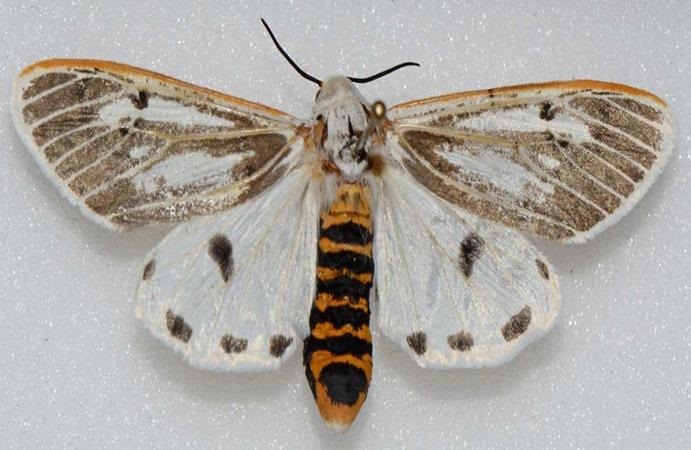 Crop Production :: Oil Seeds:: Gingelly