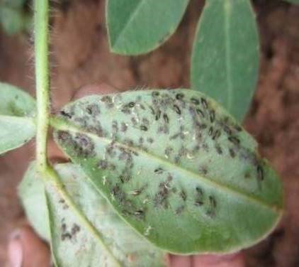 Crop Production :: Oil Seeds:: Gingelly