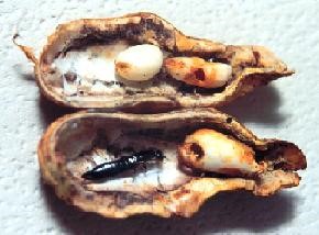 Crop Production :: Oil Seeds:: Gingelly