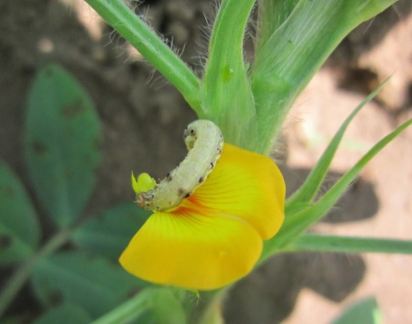 Crop Production :: Oil Seeds:: Gingelly