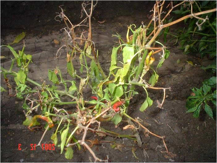 TNAU Agritech Portal :: Crop Protection