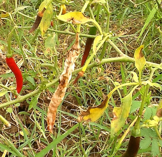 TNAU Agritech Portal :: Crop Protection