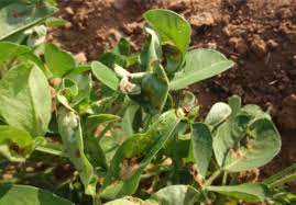 Crop Production :: Oil Seeds:: Gingelly