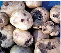 TNAU Agritech Portal :: Crop Protection