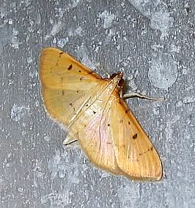 TNAU Agritech Portal :: Crop Protection