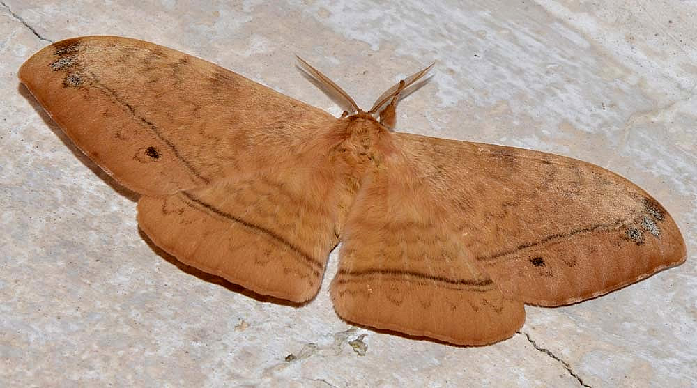 TNAU Agritech Portal :: Crop Protection