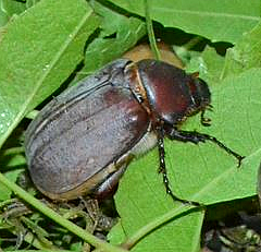 TNAU Agritech Portal :: Crop Protection