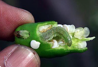 TNAU Agritech Portal :: Crop Protection