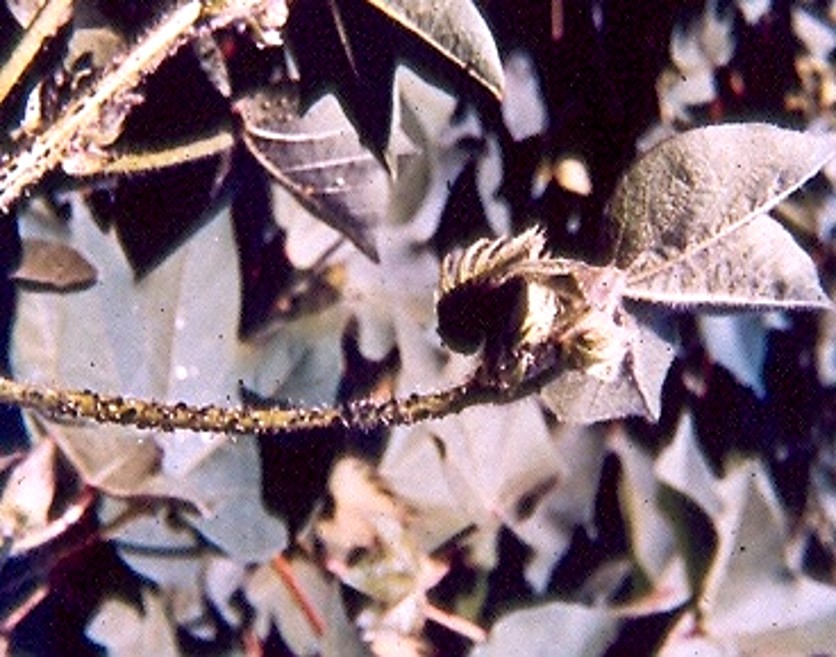 TNAU Agritech Portal :: Crop Protection :: Pest :: Cotton