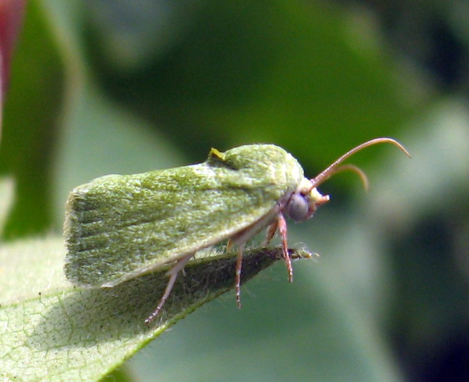 TNAU Agritech Portal :: Crop Protection :: Pest :: Cotton